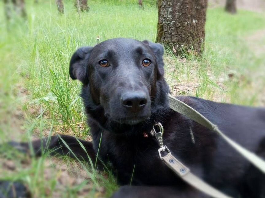 Собака в добрые руки