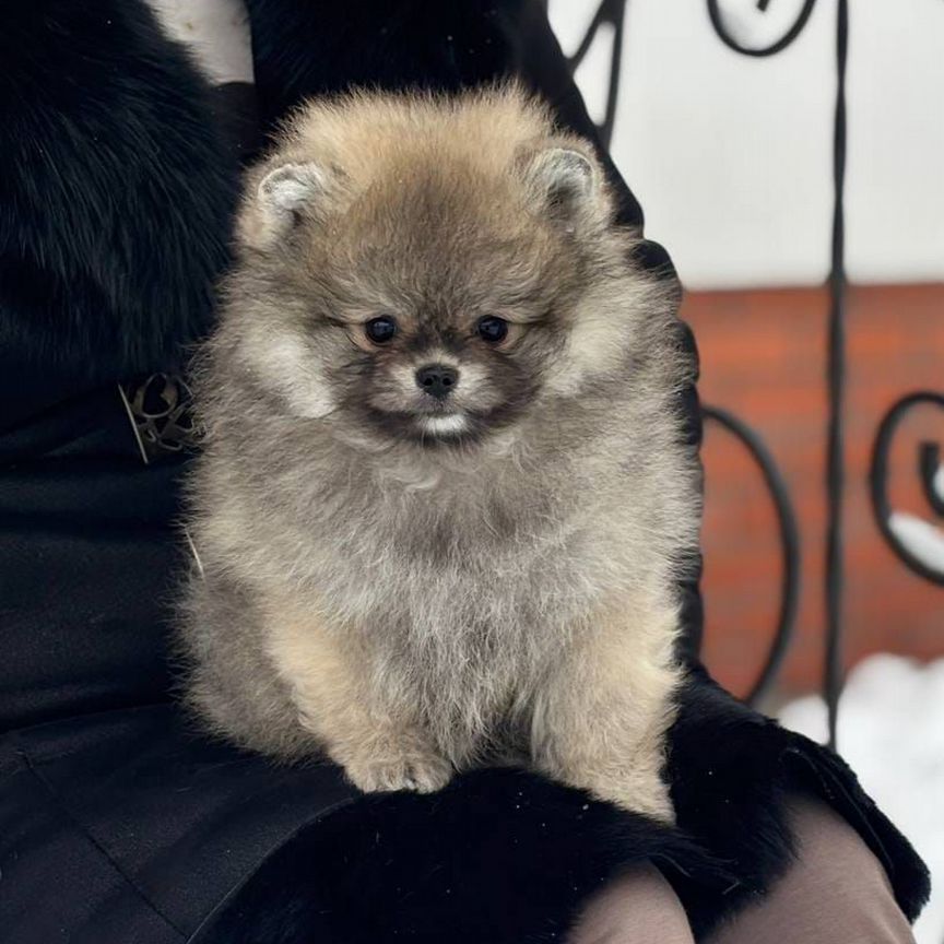 Померанский шпиц медвежьего типа