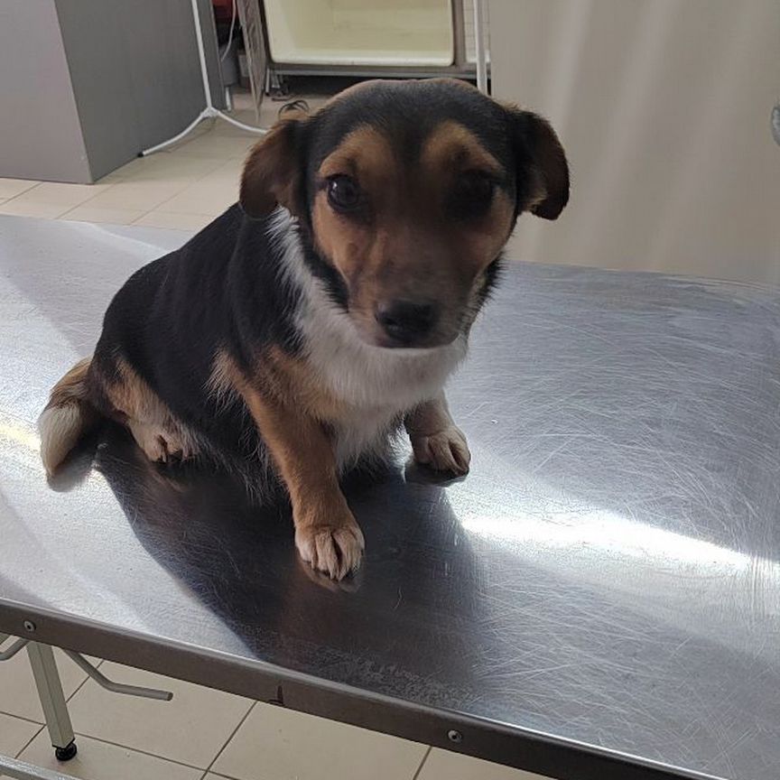 Маленькая собака в добрые руки