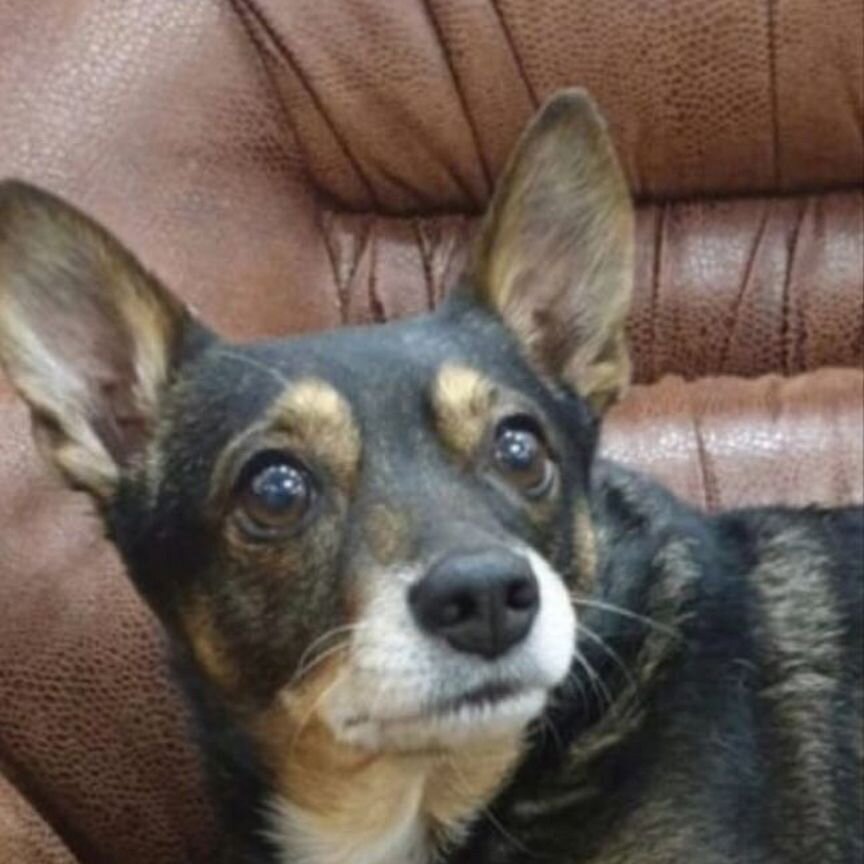 Помесь той терьера потерялся