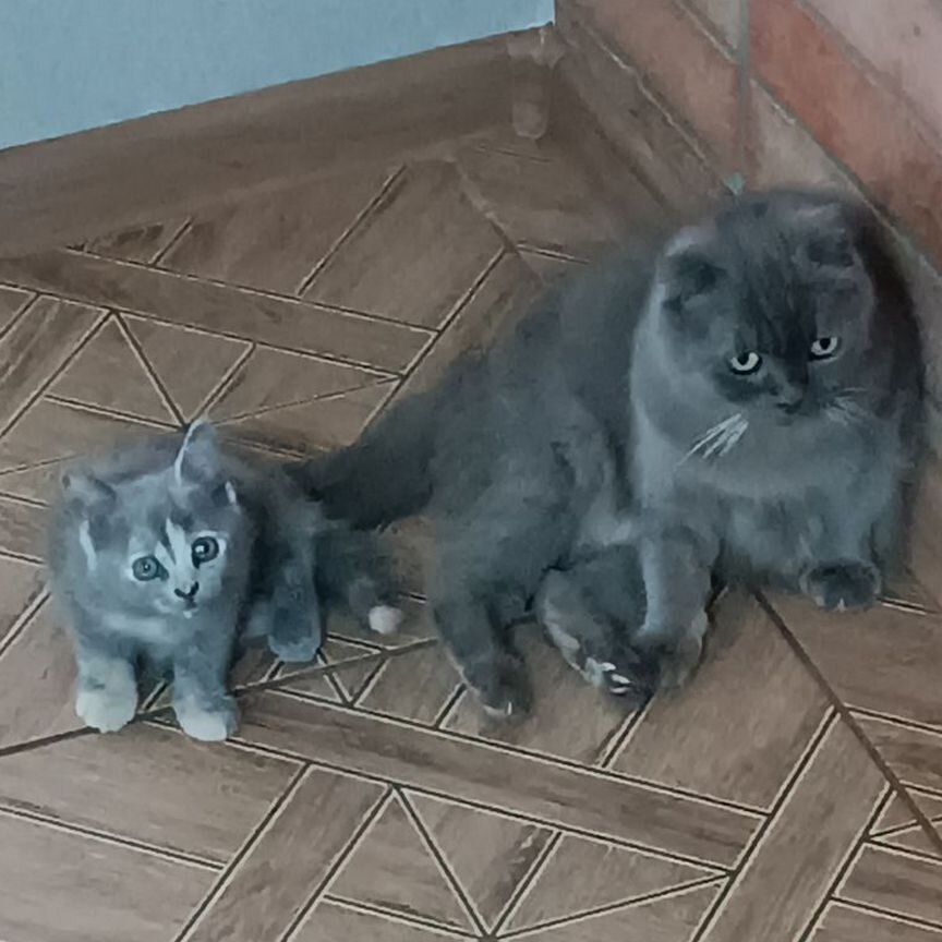 Кошечка от вислоухой британки