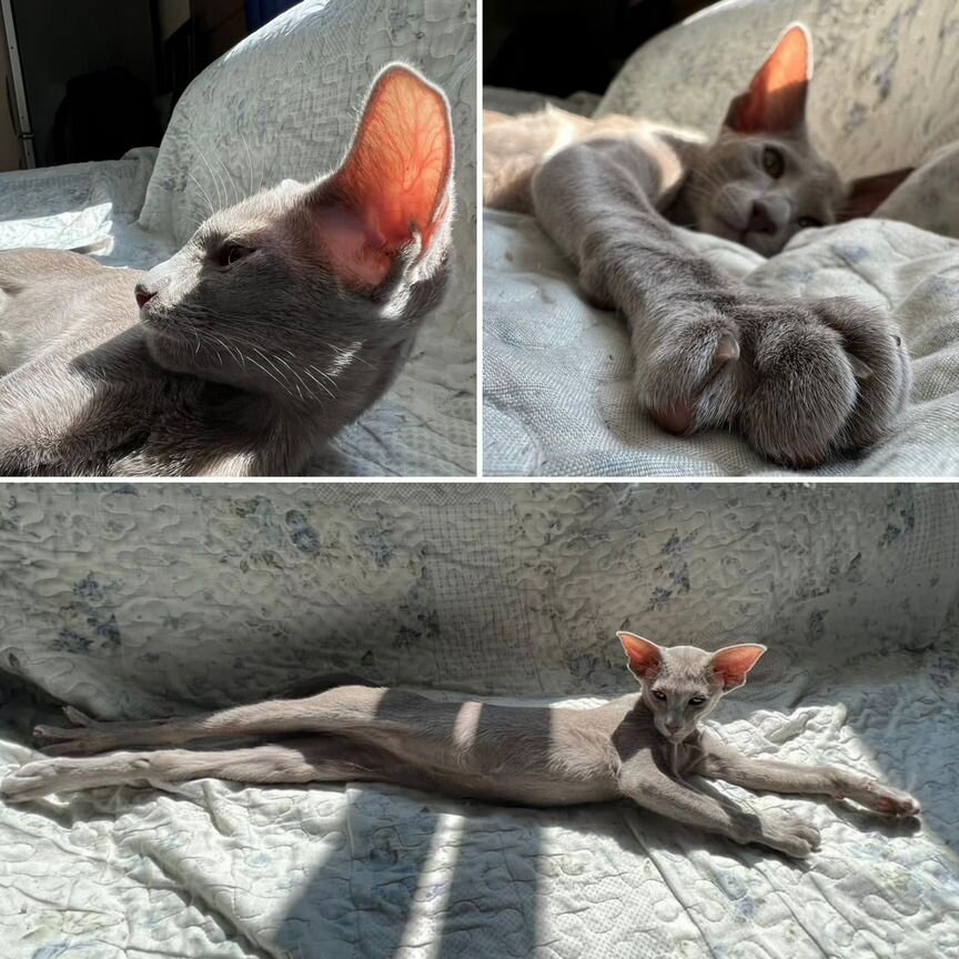 Ориентальная кошка в разведение