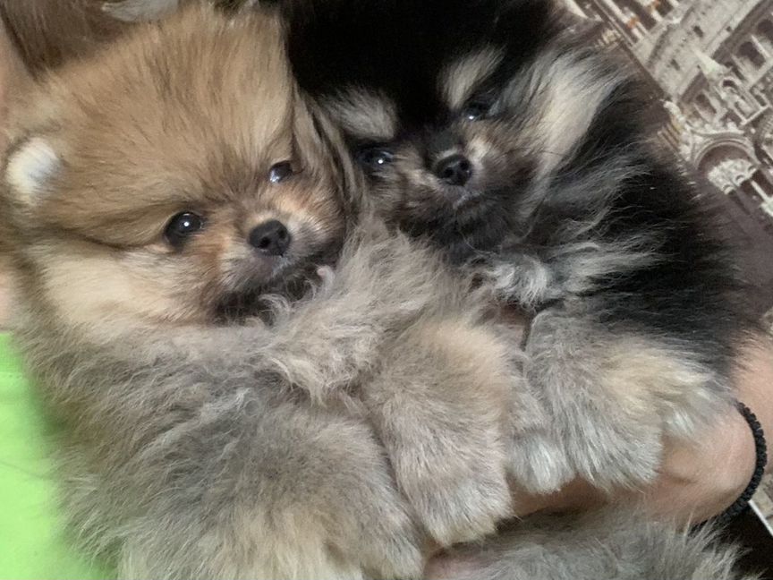 Щенок шпица в померанском типе