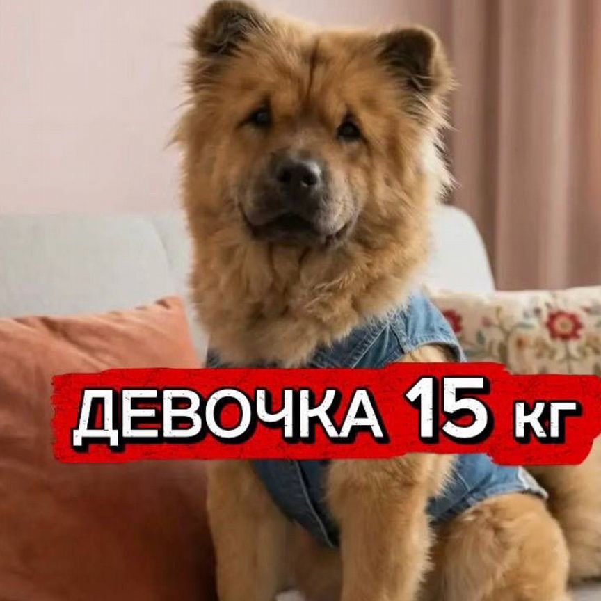 Взрослая собака в добрые руки