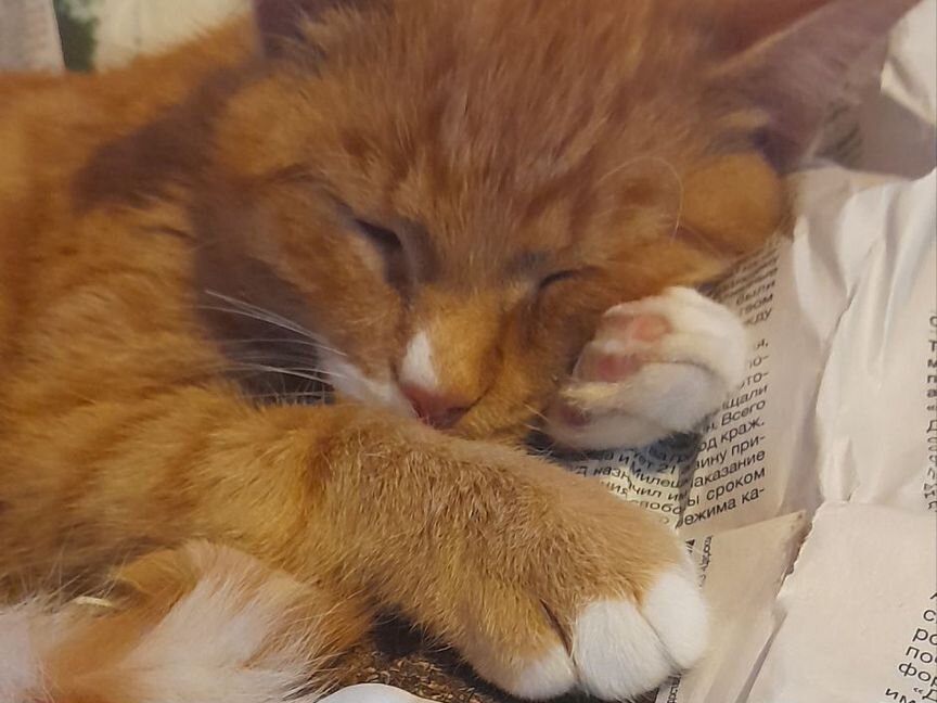 В добрые ручки котята
