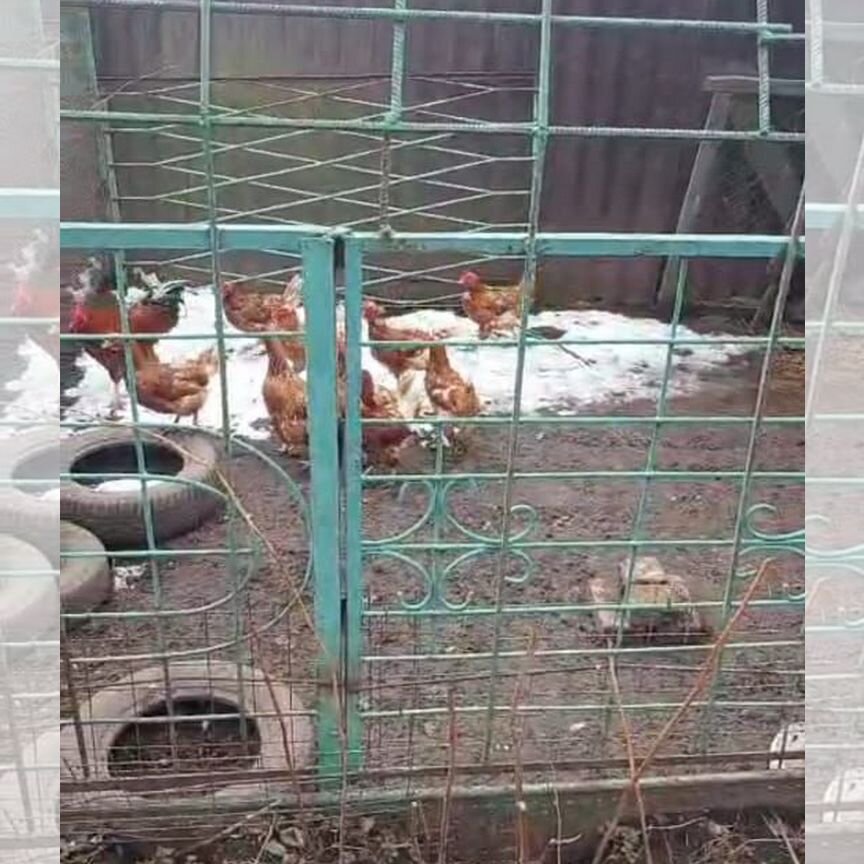 Курицы несушки