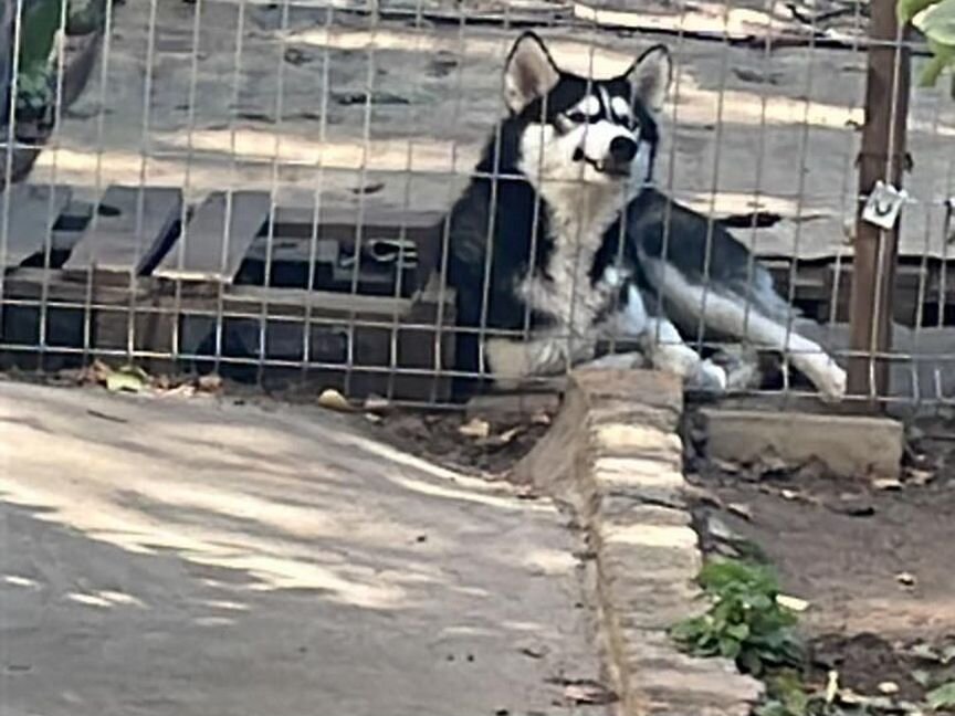 Отдам бесплатно собаку