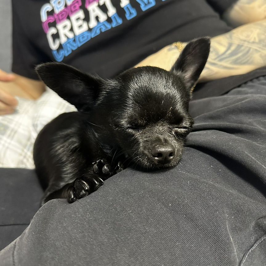 Чихуахуа мини