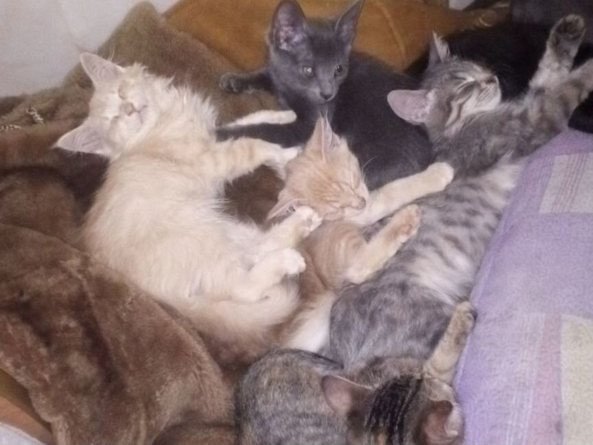 Котята из Сибири