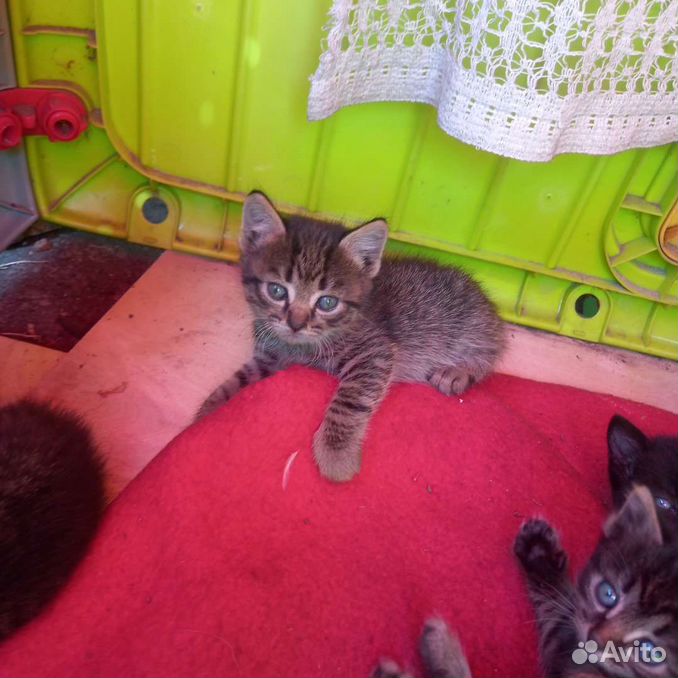 Котята от кошки мышеловки и грозы местных собак