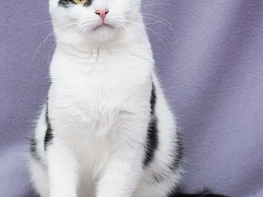 Кот Моппи. Чистый и здоровый под угрозой улицы