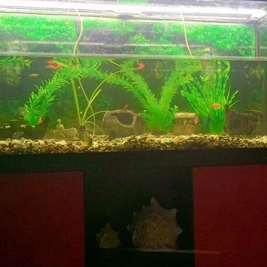 Аквариум с тумбой 300 литров с рыбками