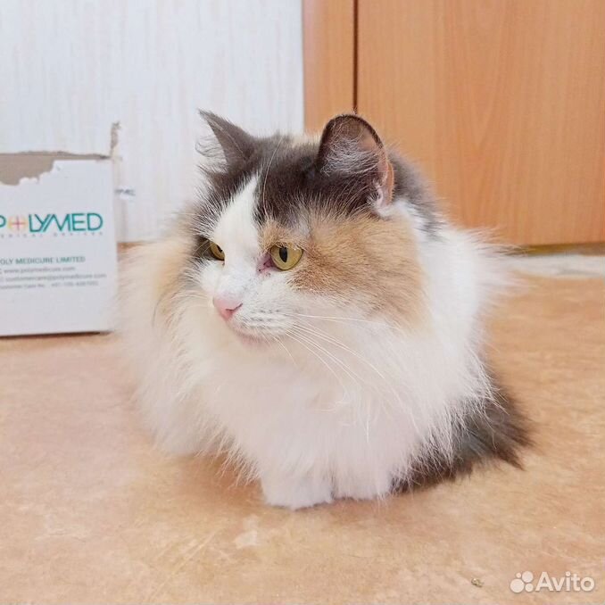 Кошка-аристократка