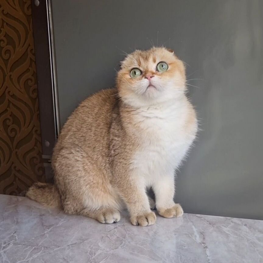 Мальчик золотая шиншилла