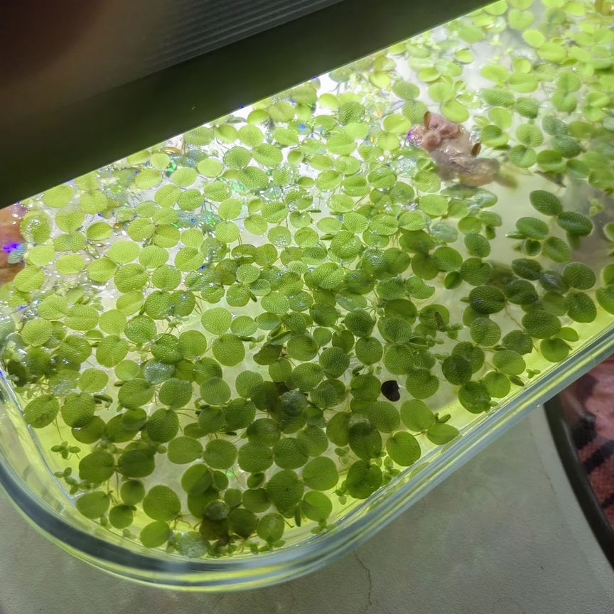 Аквариумное растение