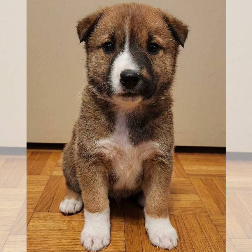 Щенок в добрые руки