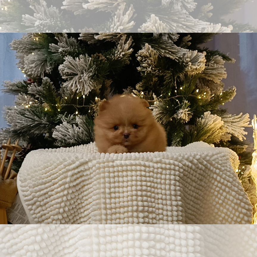 Померанский шпиц, щенок