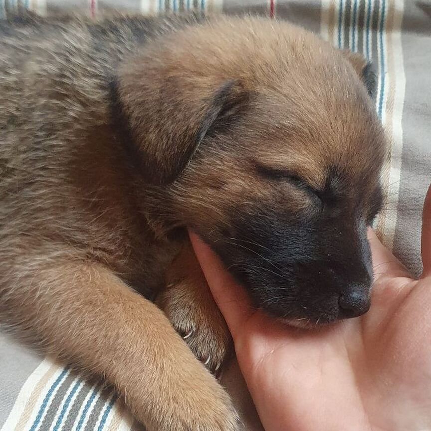 Щенок в добрые руки