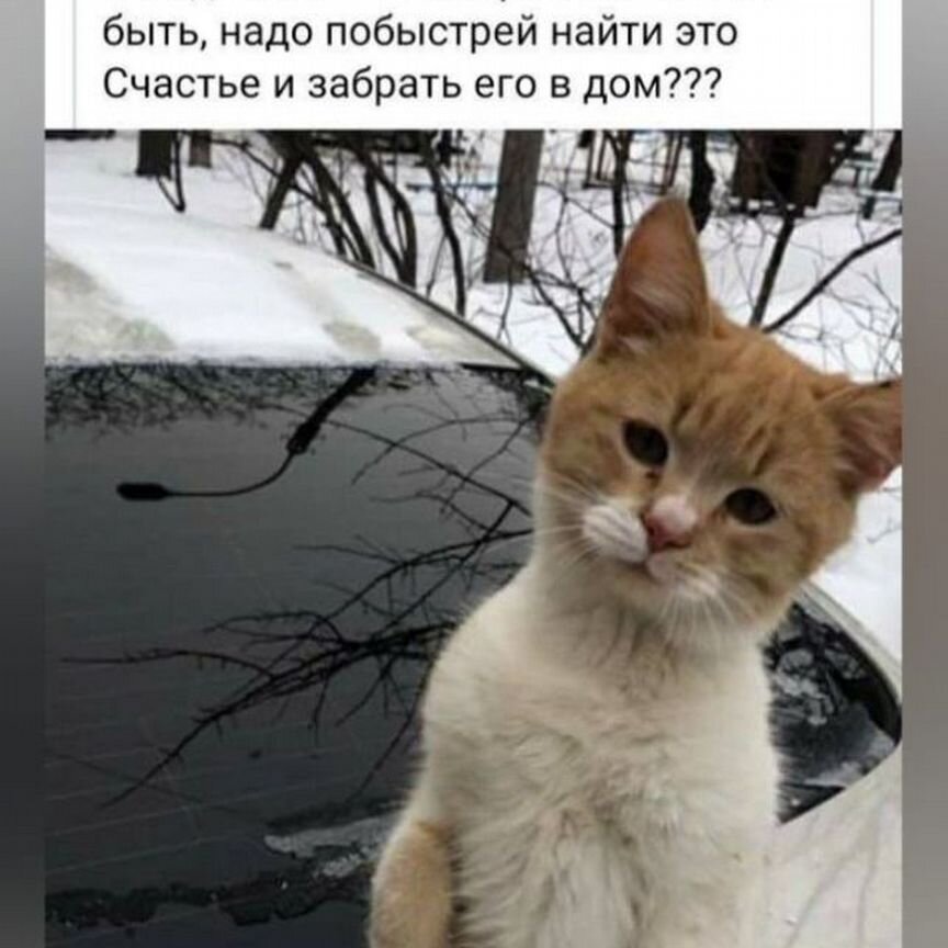 Кошки и собаки с улиц