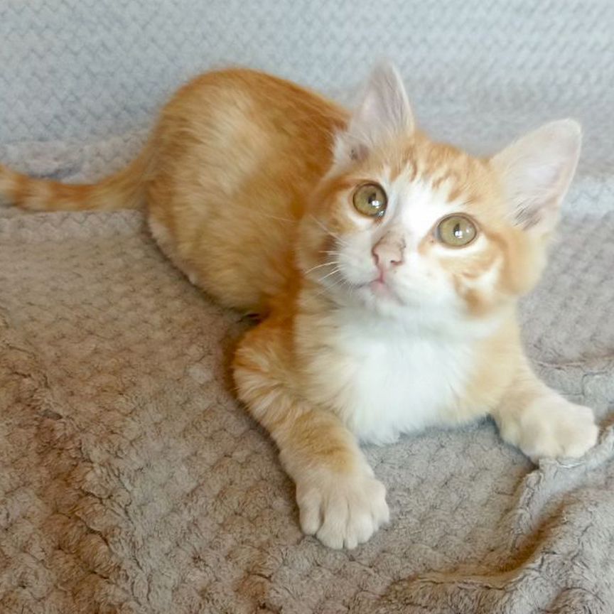 Котёнок в добрые руки