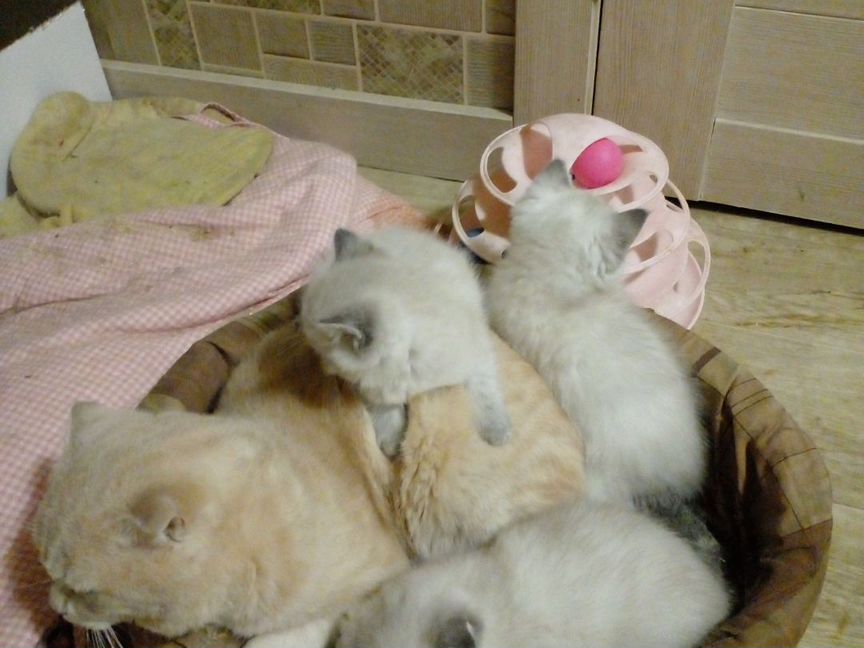 Кошки