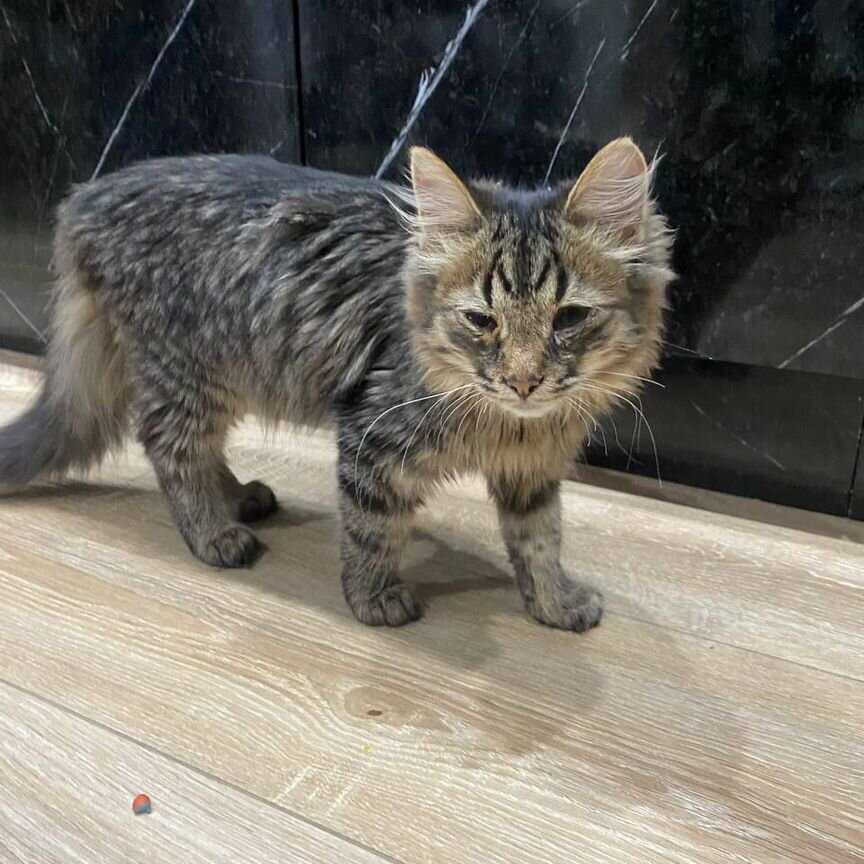 Котенок(мальчик, 2-3 месяца) приучин к лотку