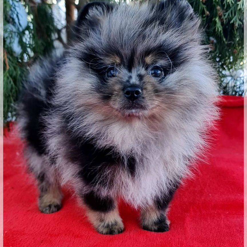 Померанский шпиц, щенок