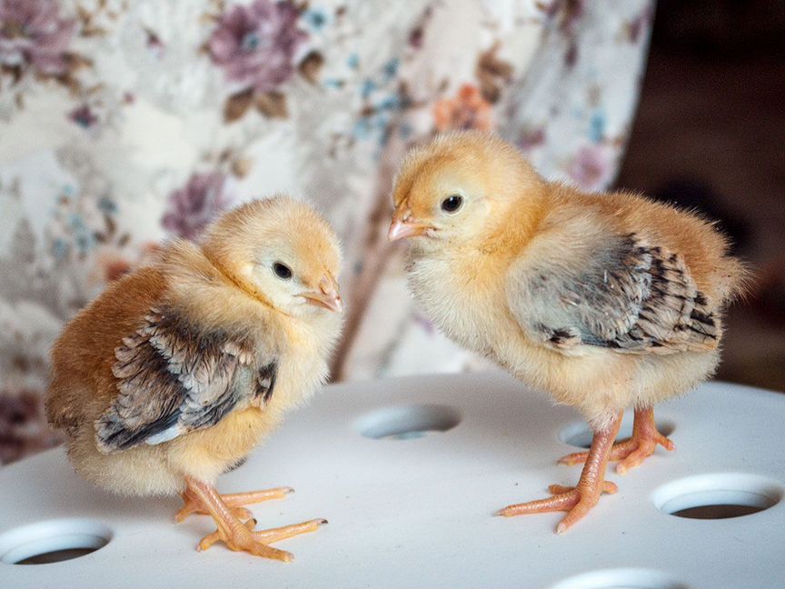 Кучинская юбилейная - суточный цыпленок