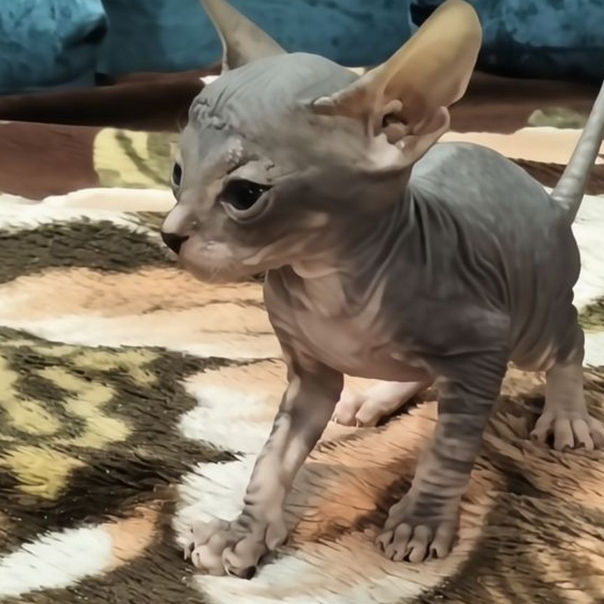 Канадский сфинкс котёнок