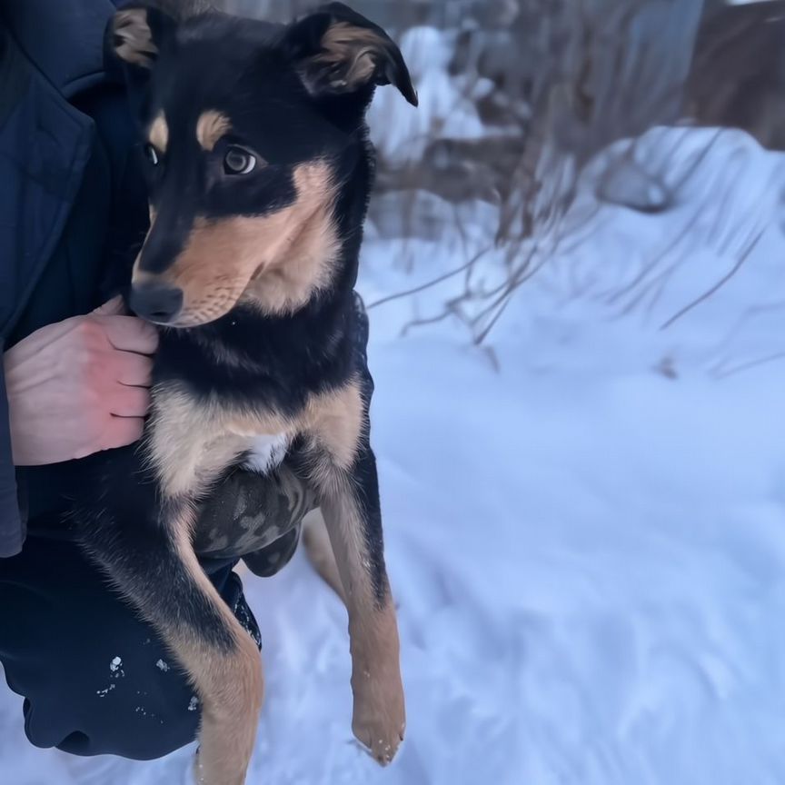 Щенок в добрые руки