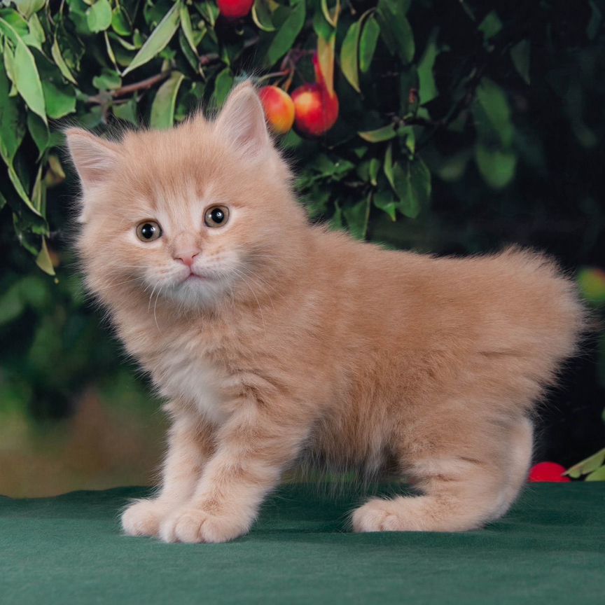 Котята редких окрасов