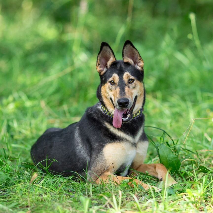 Собака в добрые руки