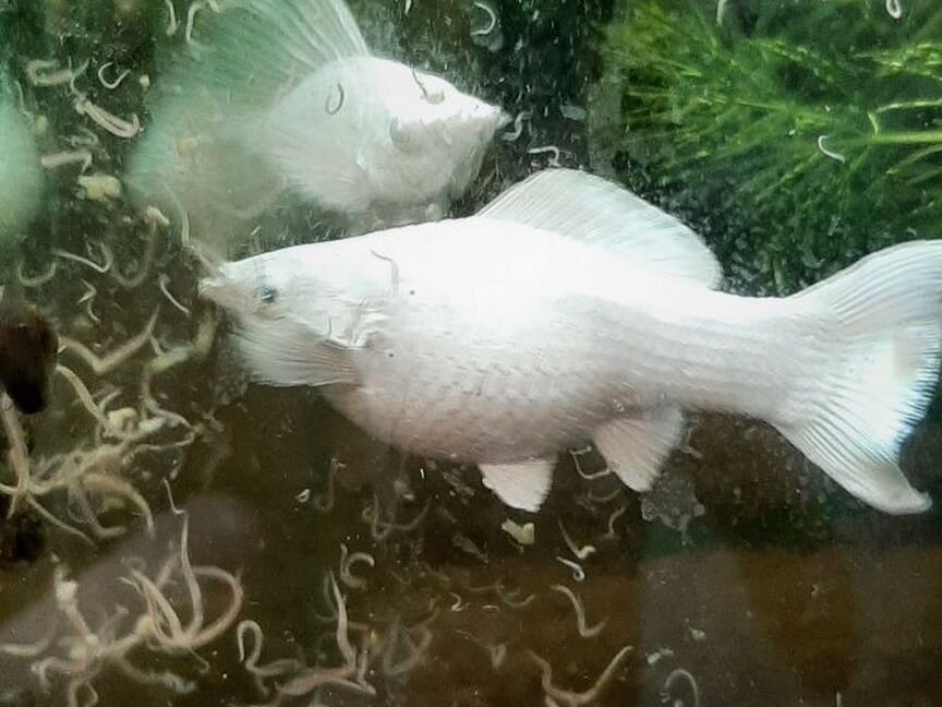 Трубочник изя