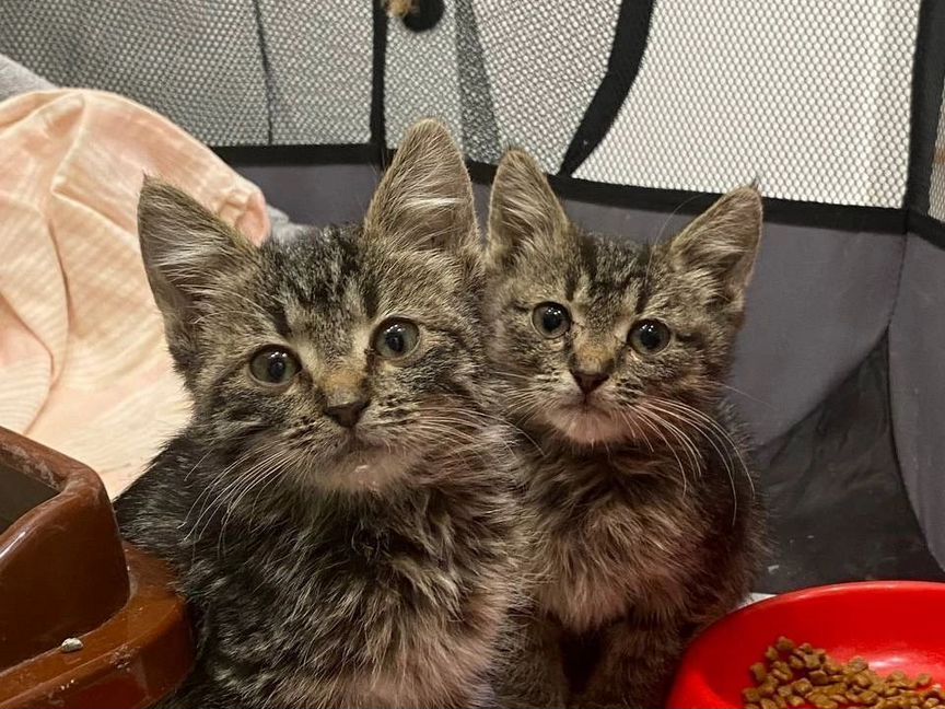 Котята, две сестрички, в добрые руки