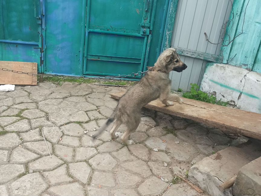 Пристраивается щенок кавказкой овчарки девочка