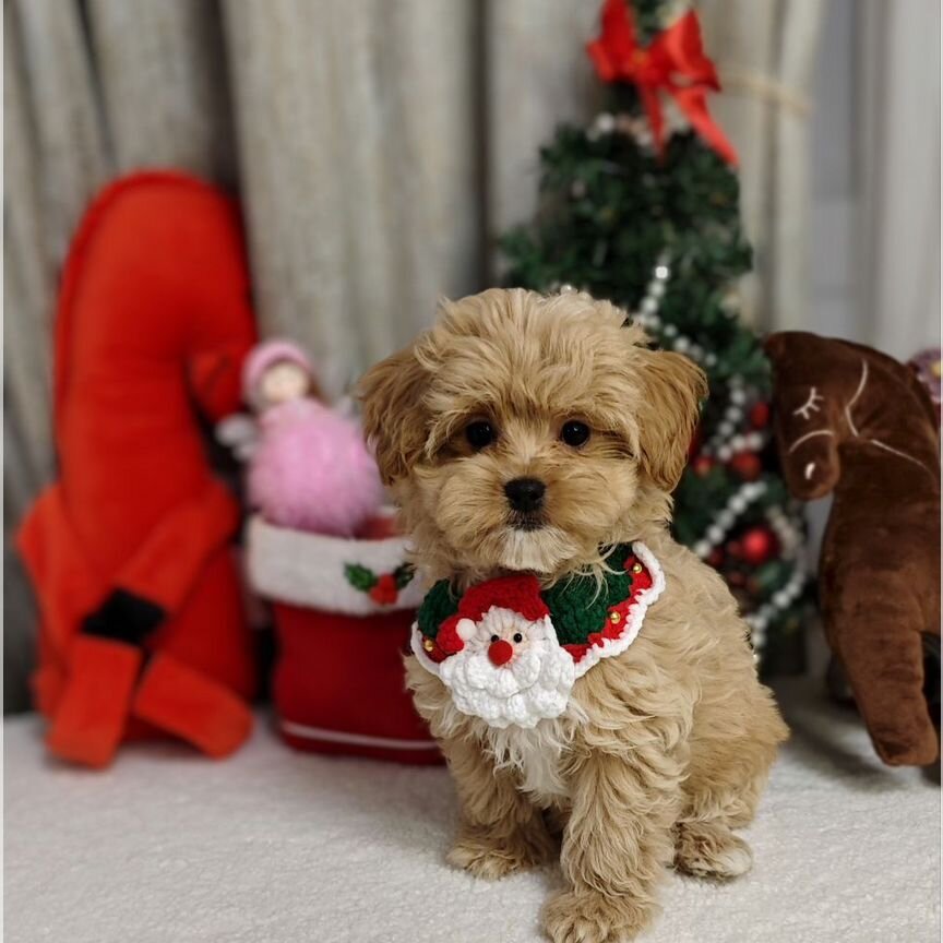 Мальтипу, щенок