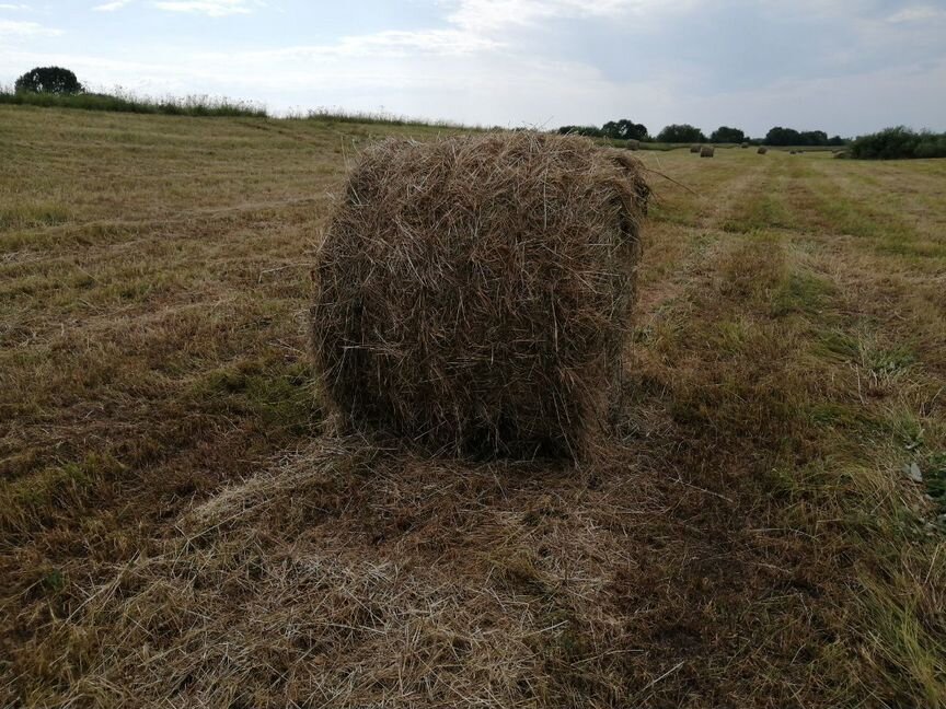 Луговое сено в рулонах 2023 года (250кг)