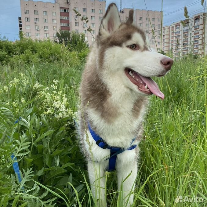 Вязка кобеля хаски