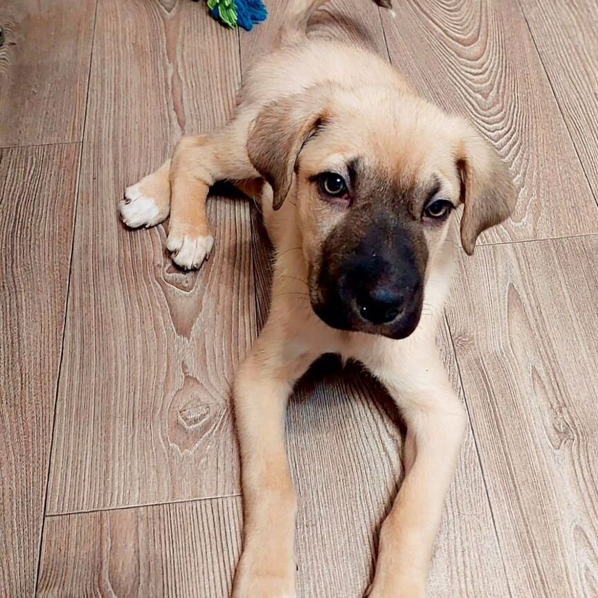 Тарзан ждет свою Наташу Королёву