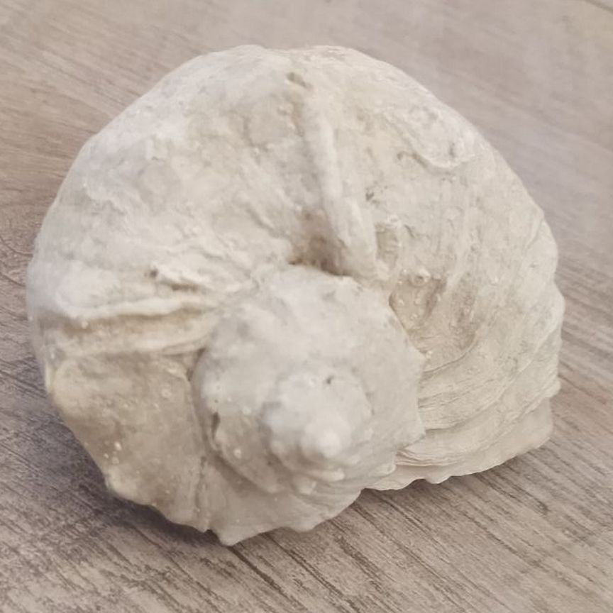 Украшение для аквариума ракушка