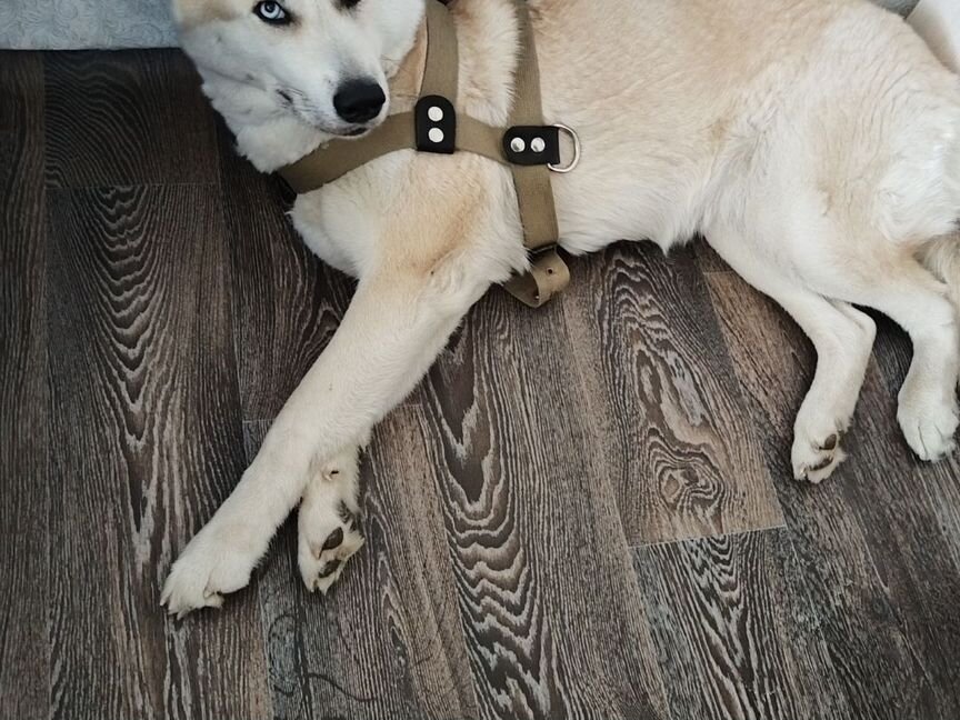 Сибирский хаски