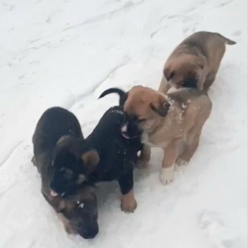 Щенки стерелизованы 1,5мес., пол разный