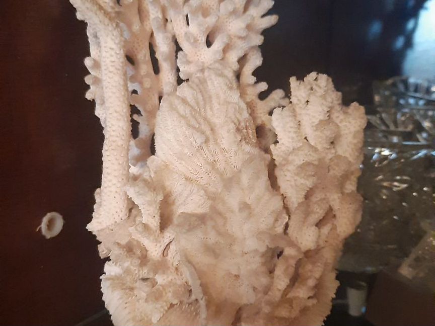 Коралл океанический