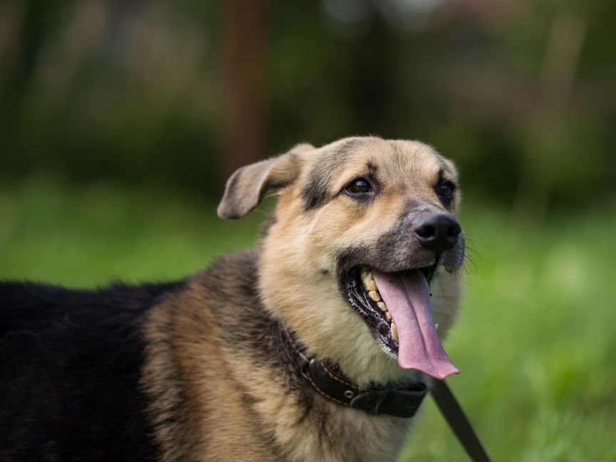 Собаки (пёс в семью)