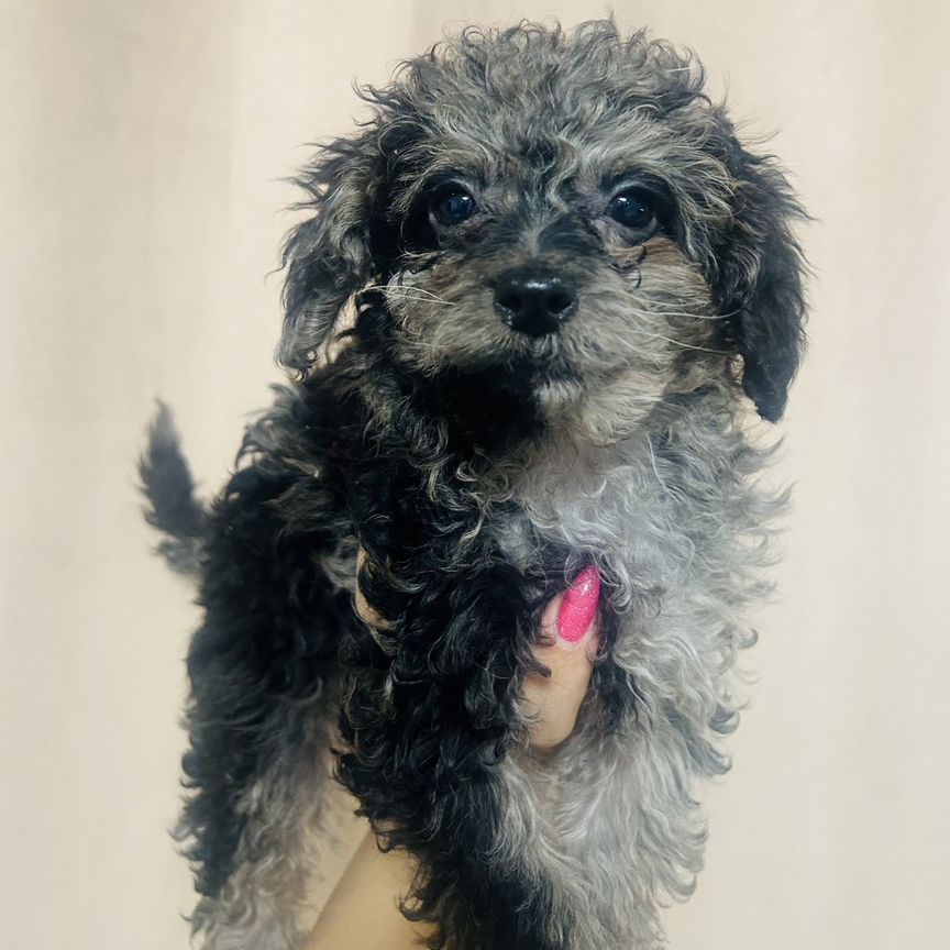 Той-пудель, щенок