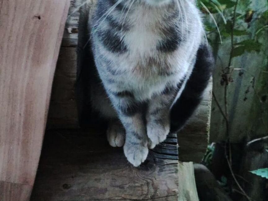 Кошка бесплатно