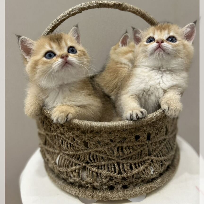 Шотландский прямоухий короткошёрстный котёнок