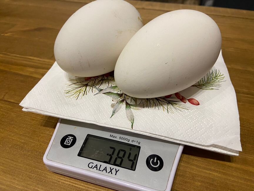 Инкубационные гусиные яйца