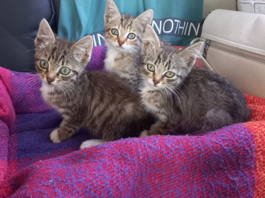 Котята в добрые руки