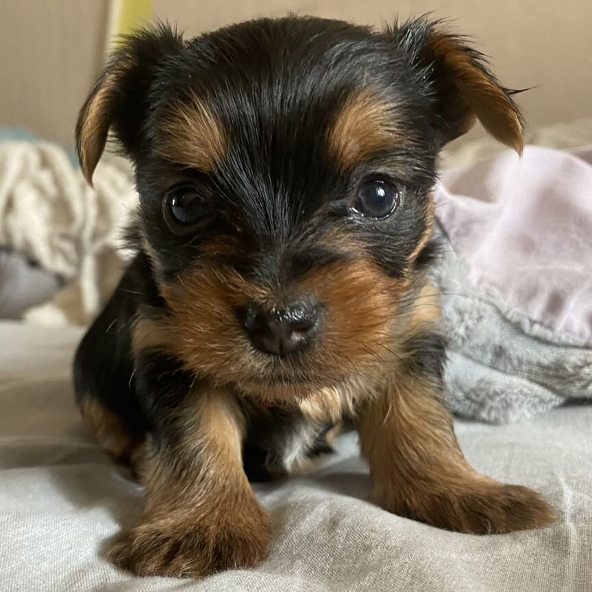 Йоркширский терьер, щенок